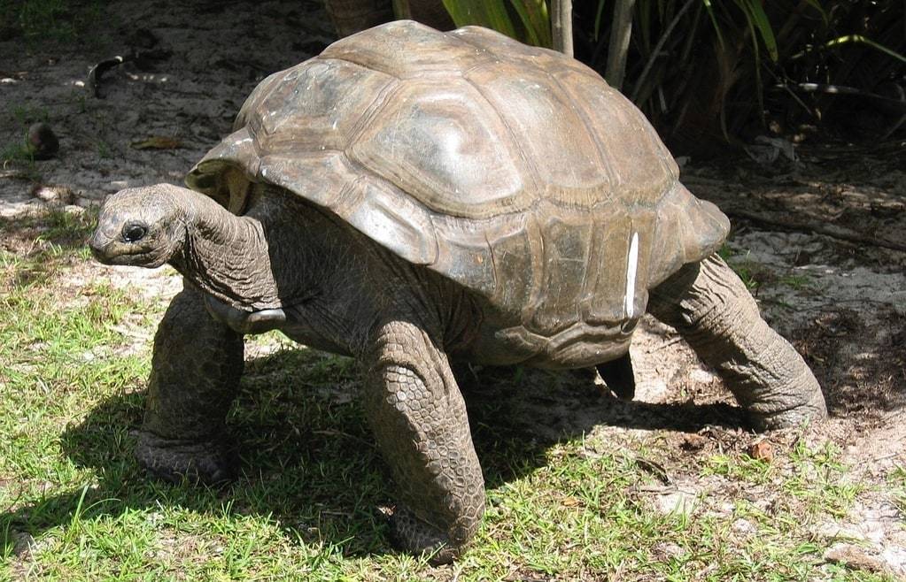 Les animaux vivant aux Seychelles - Faune et flore des Seychelles